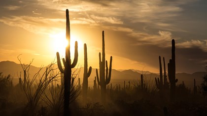 Cacti and Desert Succulents - Saguaro National Park (U.S. National Park ...