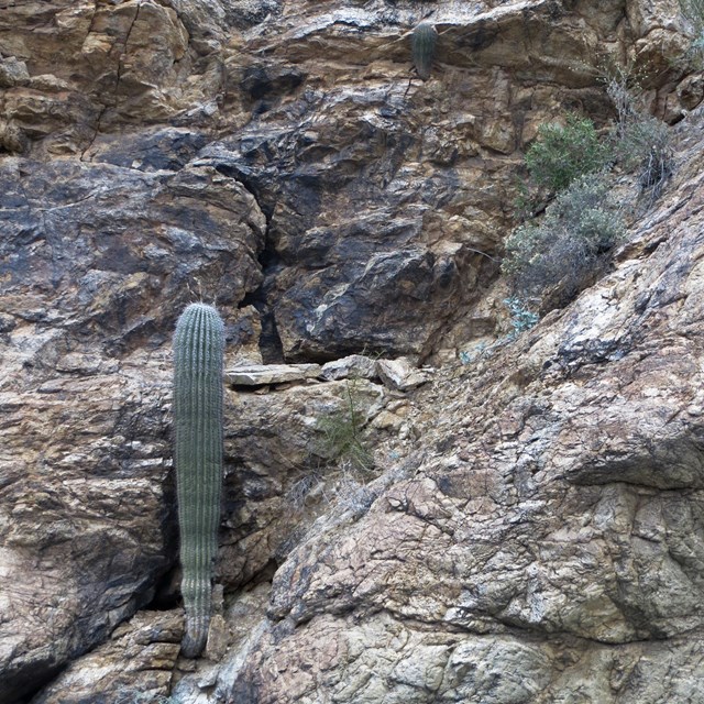 Virtual Tour - Saguaro National Park (U.S. National Park Service)
