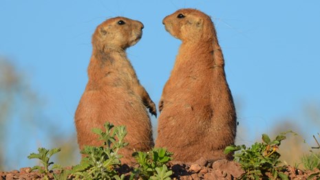 Mammals - Wind Cave National Park (U.S. National Park Service)