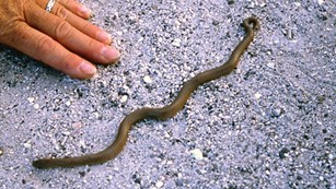Reptiles - Yellowstone National Park (U.S. National Park Service)