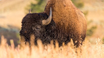 Brucellosis - Yellowstone National Park (U.S. National Park Service)
