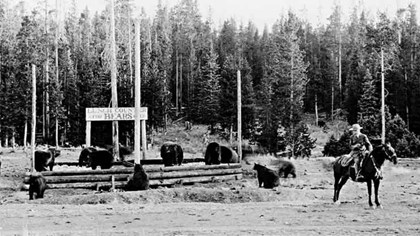 Bear Management - Yellowstone National Park (U.S. National Park Service)