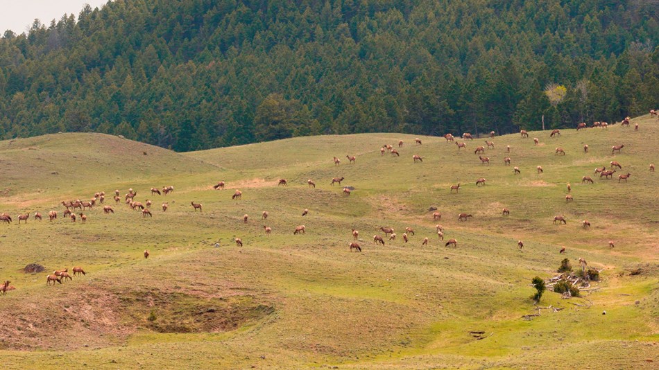Wildflowers - Yellowstone National Park (U.S. National Park Service)