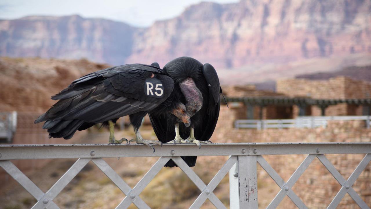Marble Canyon Condors