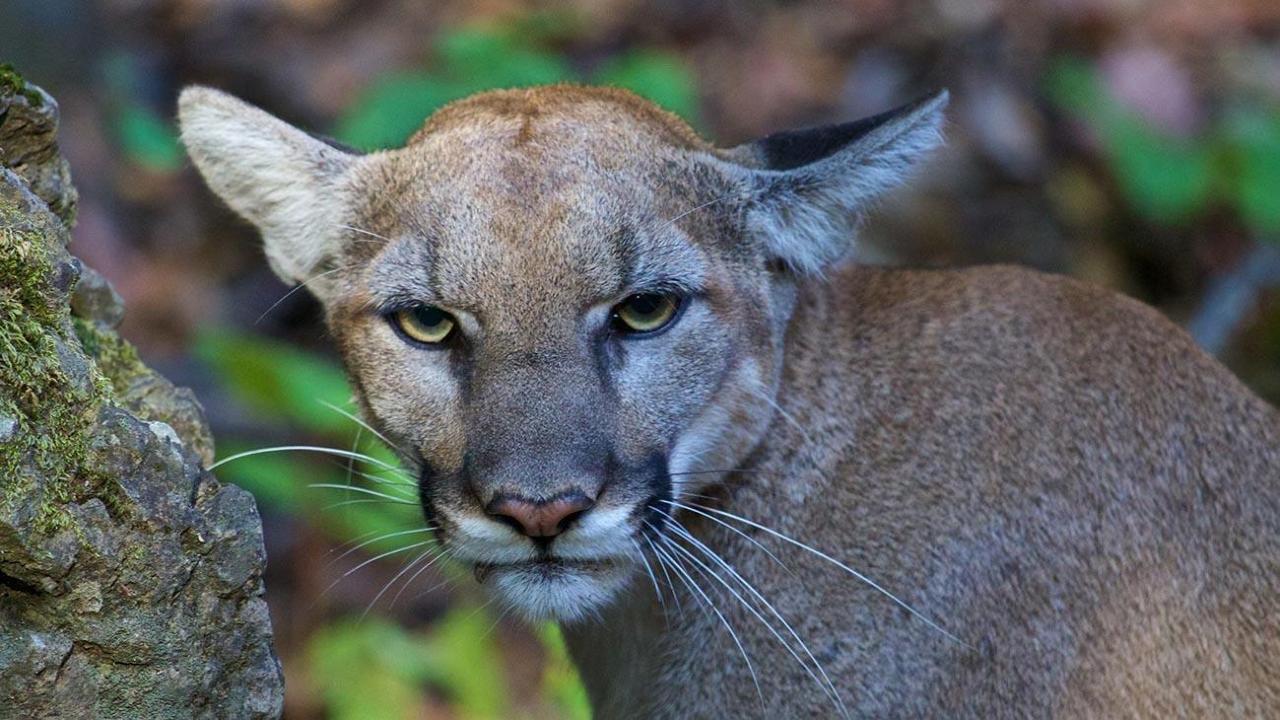 Mountain Lion Ears