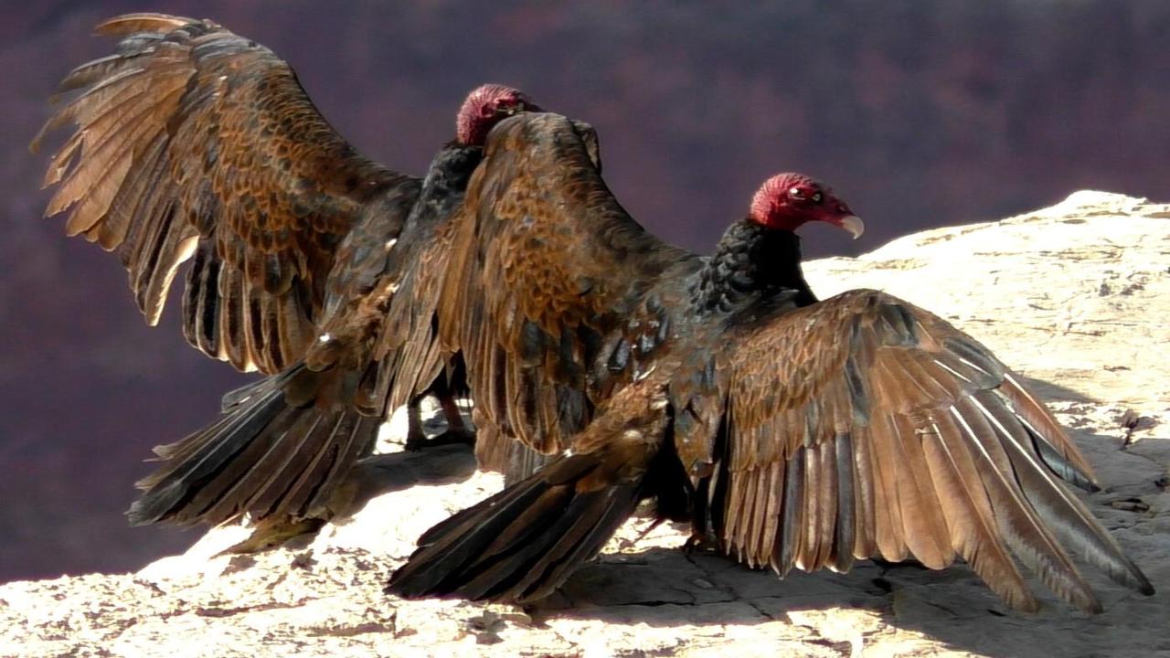 Turkey Vulture Tracks