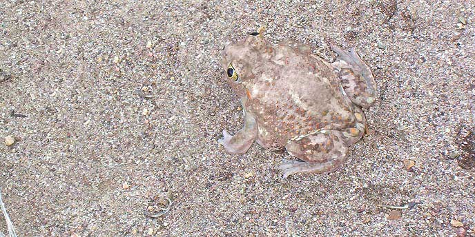 Animals - Great Sand Dunes National Park & Preserve (U.S. National Park ...