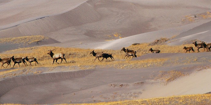 Animals - Great Sand Dunes National Park & Preserve (U.S. National Park ...