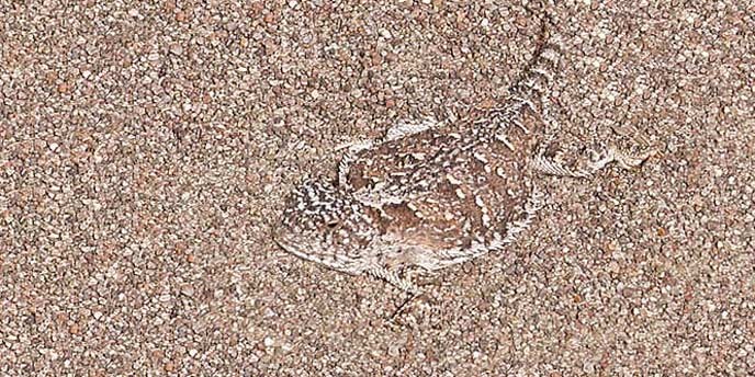 Animals - Great Sand Dunes National Park & Preserve (U.S. National Park ...