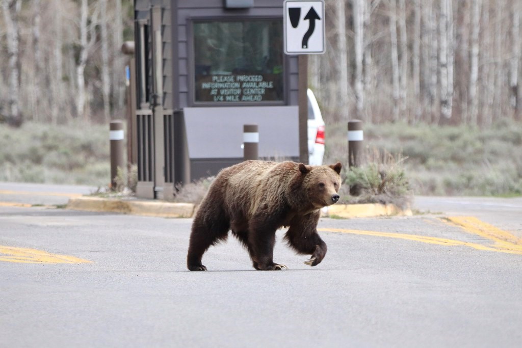 Bear Management - Grand Teton National Park (U.S. National Park Service)