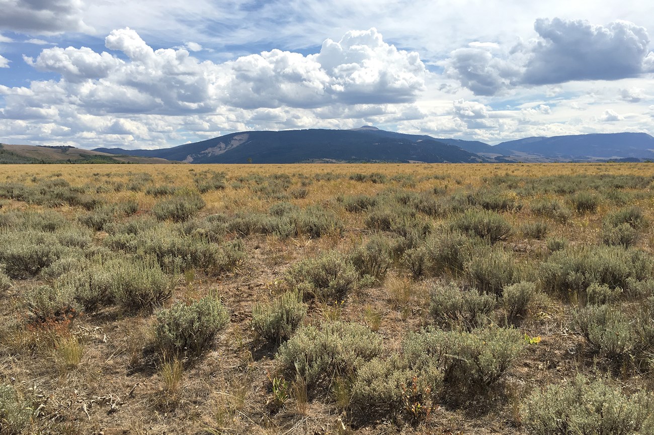Sagebrush Restoration - Grand Teton National Park (U.S. National Park ...