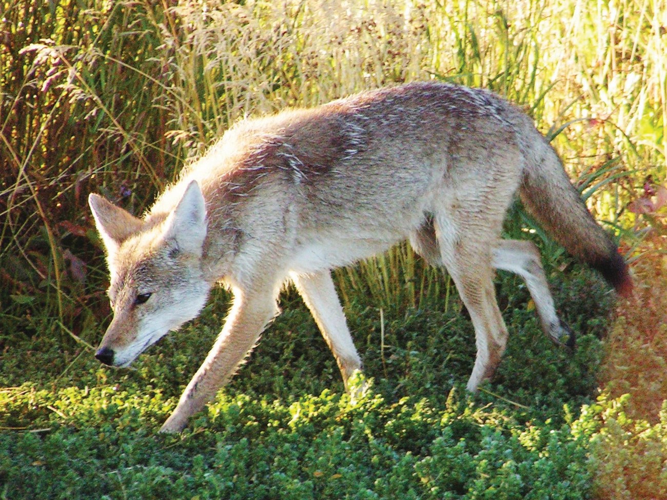 Common Tracks Found at White Sands - White Sands National Park (U.S ...