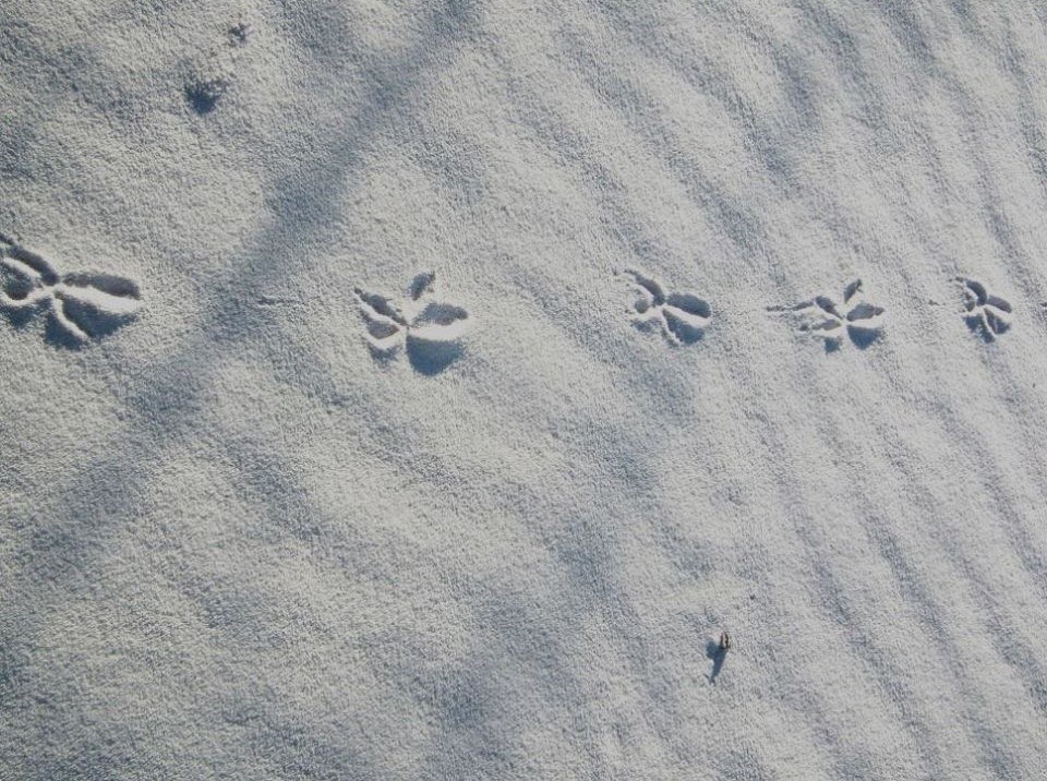 Common Tracks Found at White Sands - White Sands National Park (U.S ...