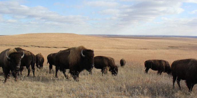 Plan Your Visit - Tallgrass Prairie National Preserve (U.S. National ...