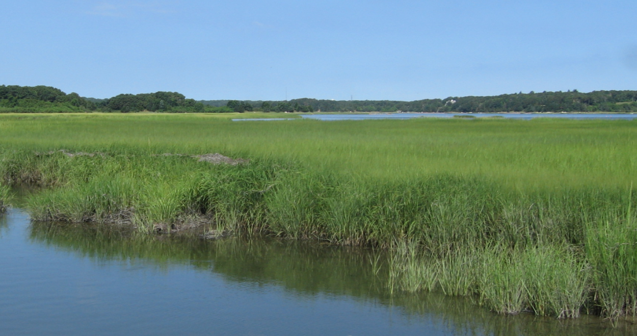 Salt Marsh Dieback on Cape Cod - Cape Cod National Seashore (U.S ...