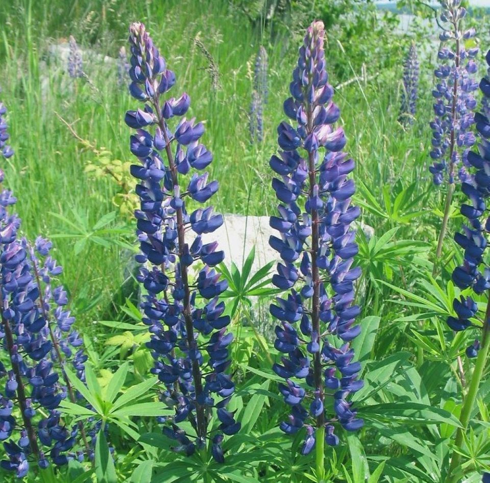 A Tale of Two Lupines (U.S. National Park Service)