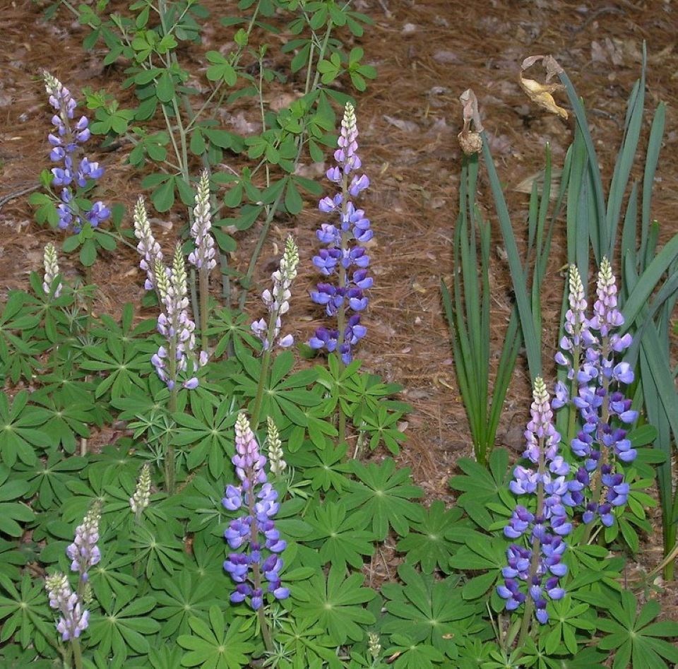 A Tale of Two Lupines (U.S. National Park Service)