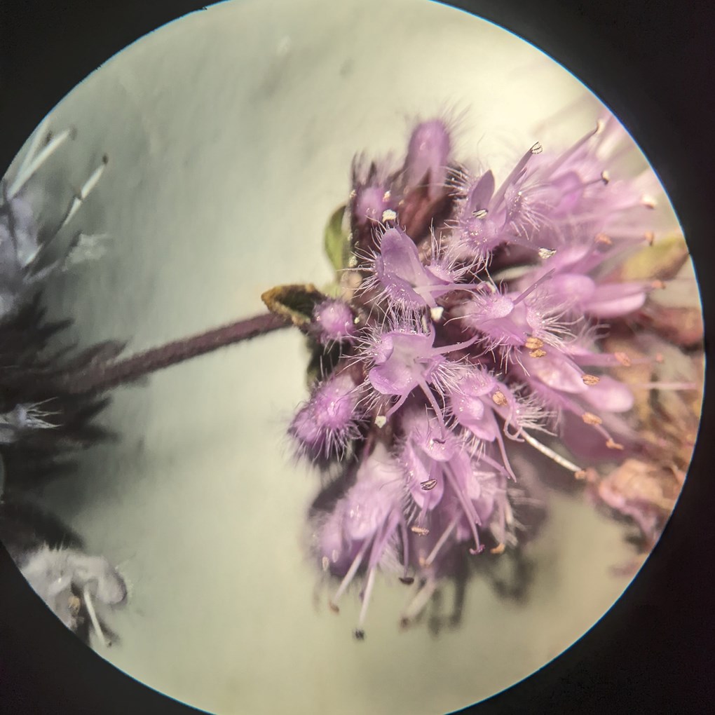 Botany News – Winter 2022-2023 (U.S. National Park Service)