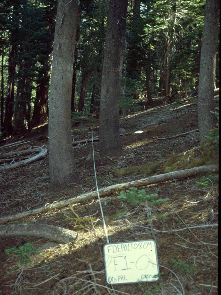 Windstorm Effects on Conifer Forests of Devils Postpile National ...