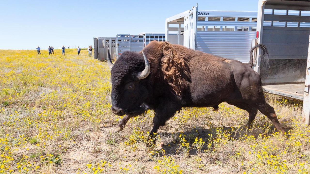 Car Hits Bison