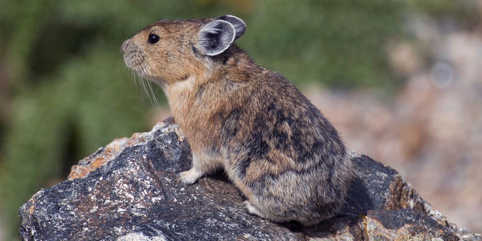 Animals - Park Science (U.S. National Park Service)
