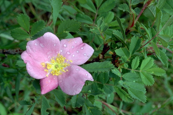 File:Wild Rose Beautiful, from the Plains to the Subalpine. Rocky ...