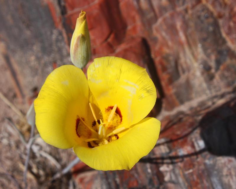 Photo Gallery (U.S. National Park Service)