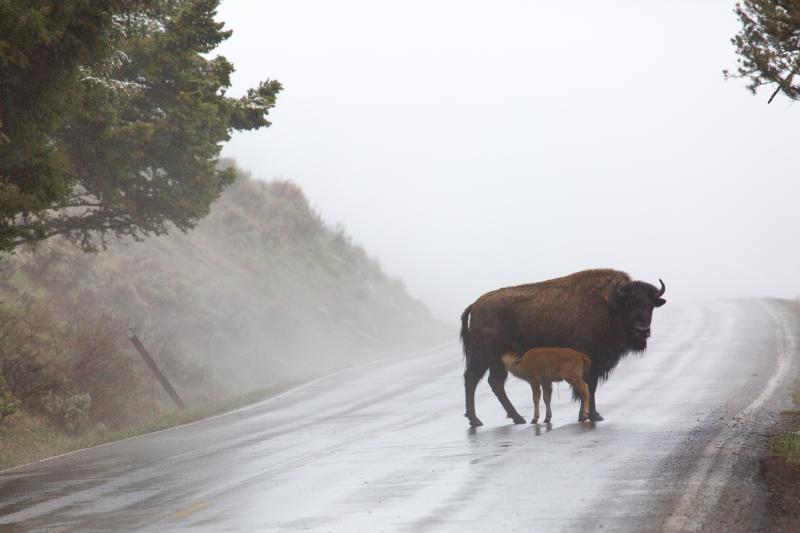 Photo Gallery (U.S. National Park Service)