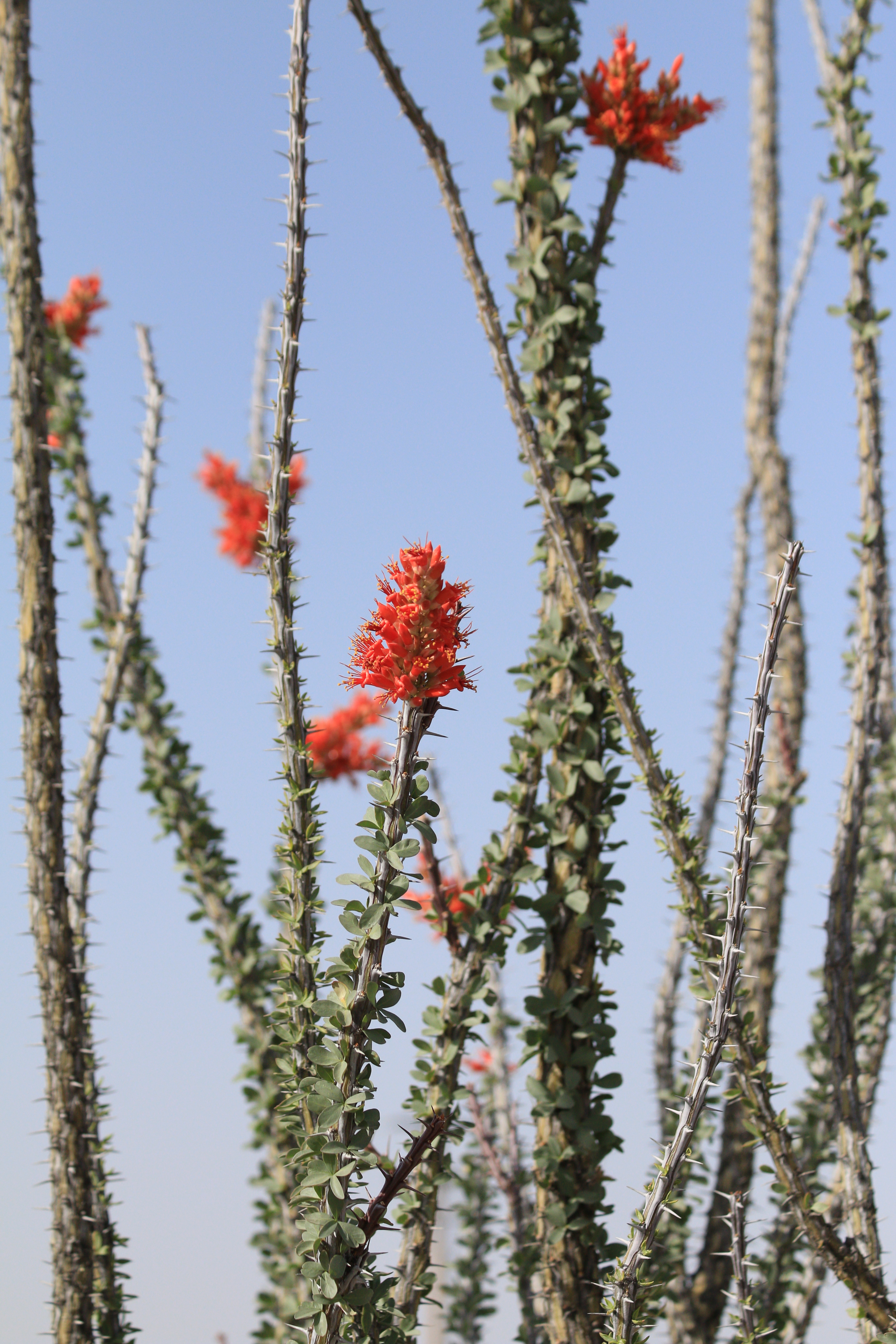 Photo Gallery (U.S. National Park Service)
