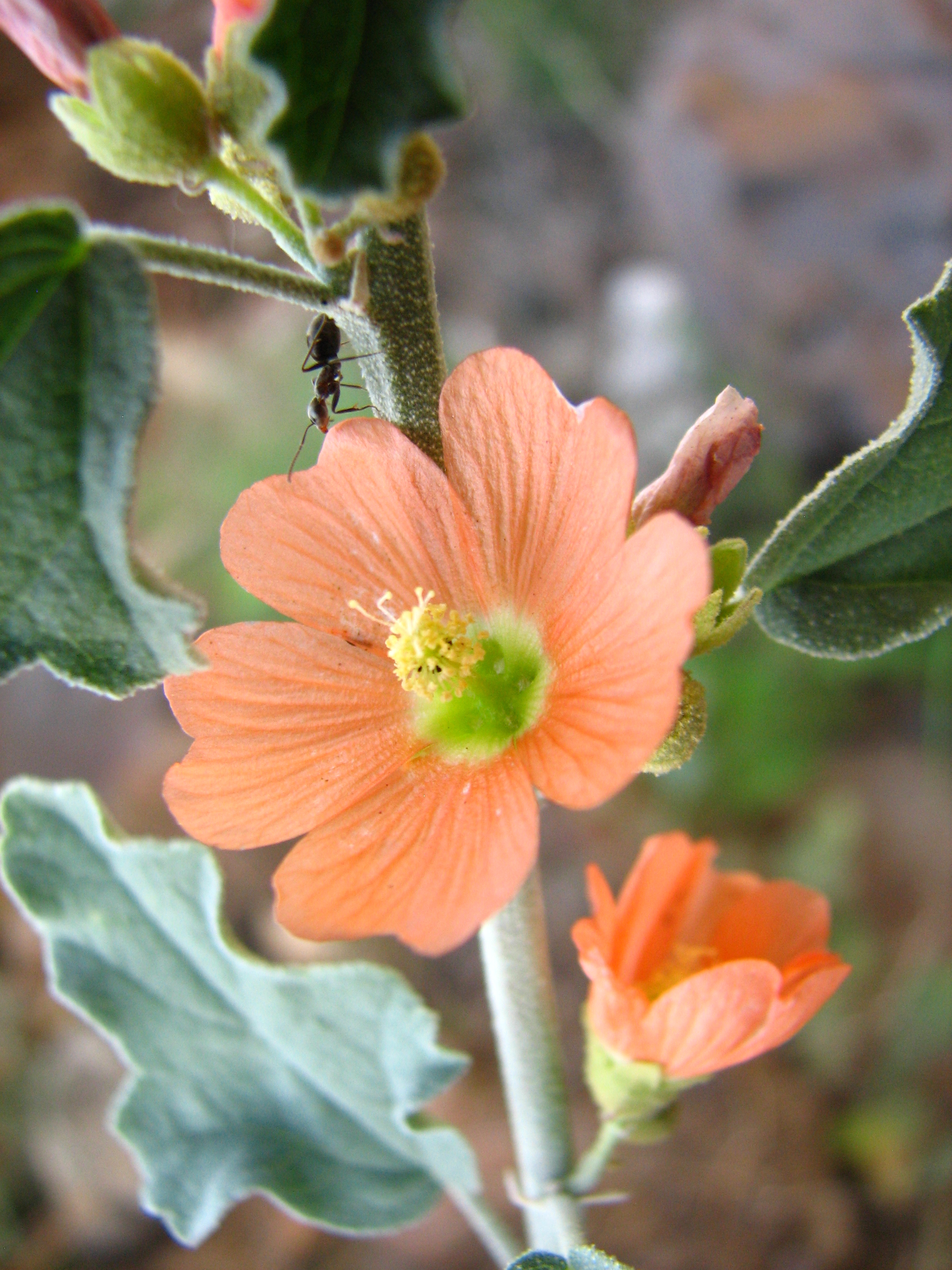 Photo Gallery (U.S. National Park Service)