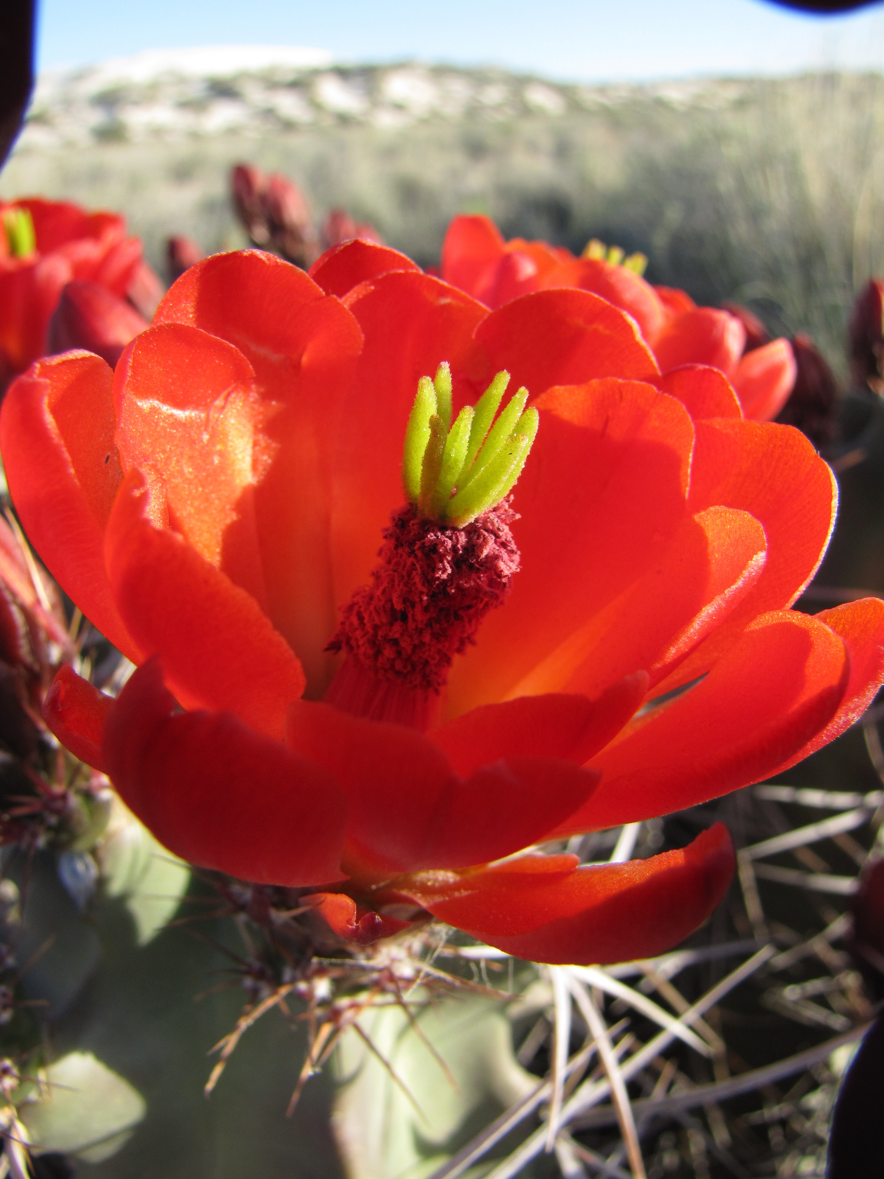 Photo Gallery (U.S. National Park Service)