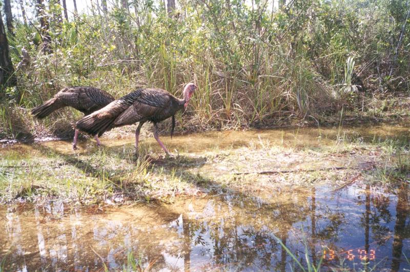 Photo Gallery (U.S. National Park Service)