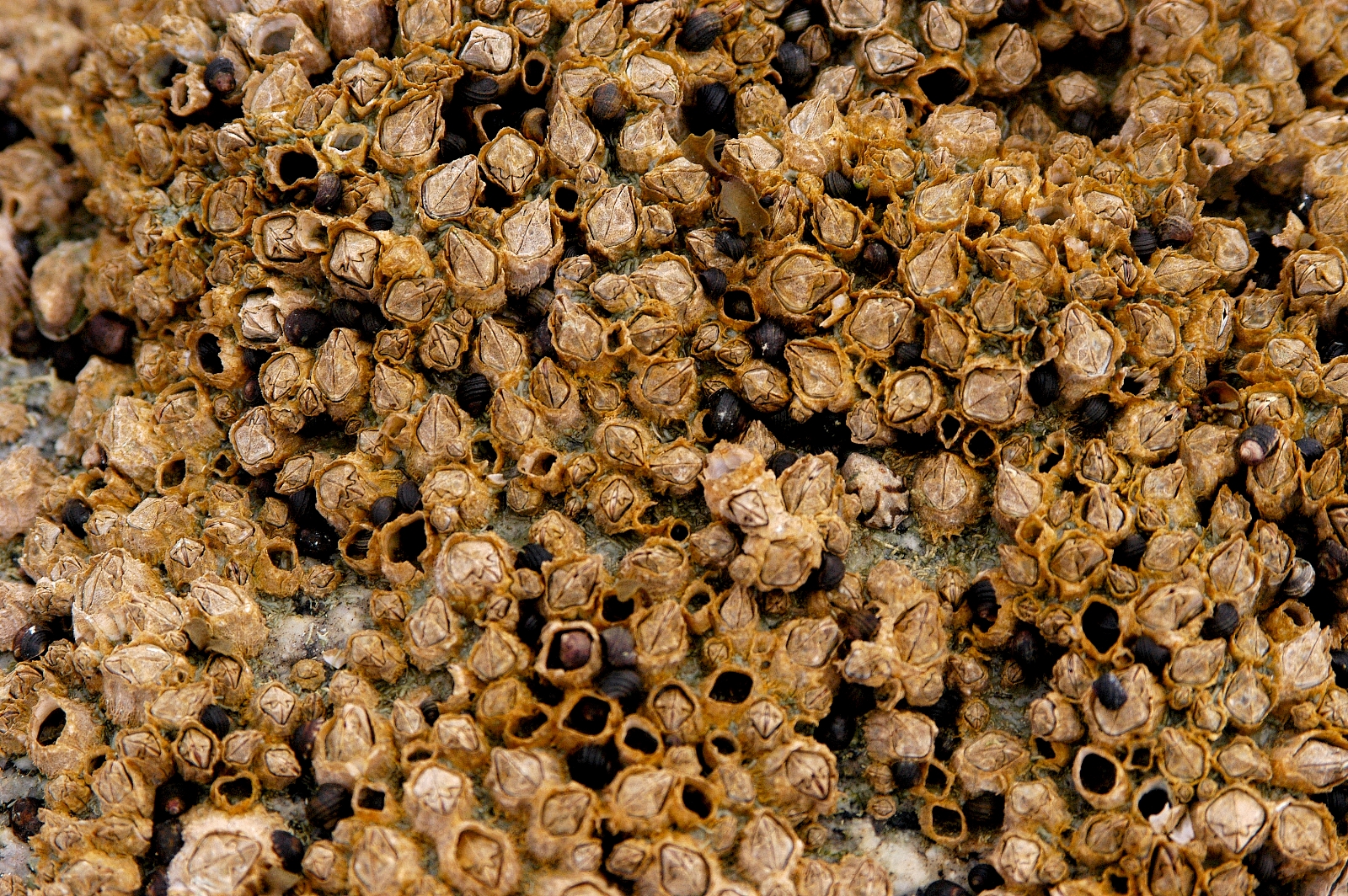 Photo Gallery (U.S. National Park Service)