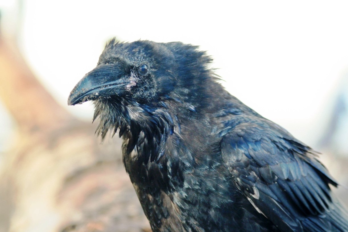 Photo Gallery (U.S. National Park Service)