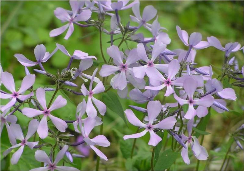 Photo Gallery (U.S. National Park Service)