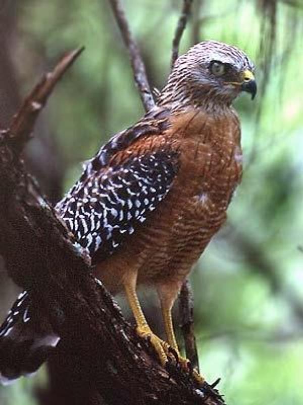 Photo Gallery (U.S. National Park Service)