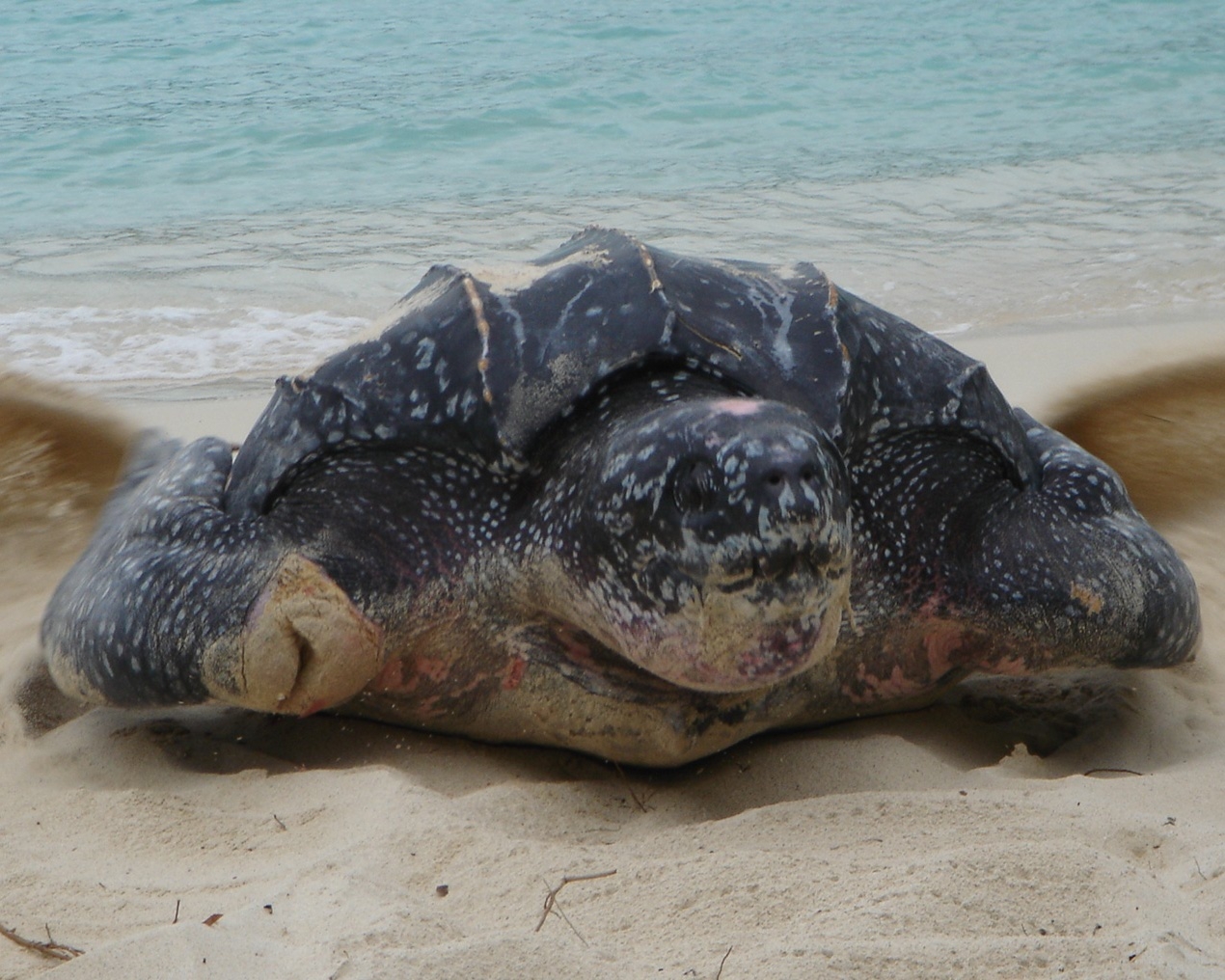 Photo Gallery (U.S. National Park Service)