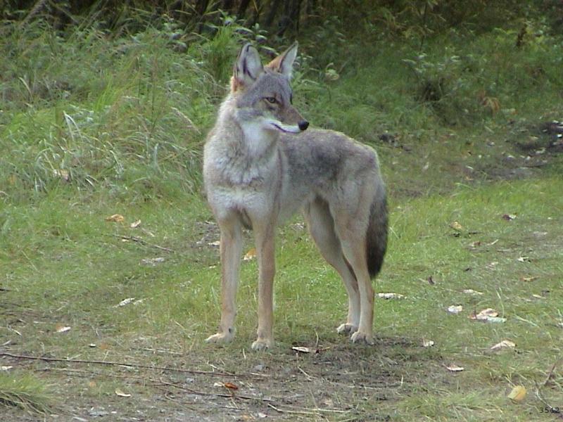 Photo Gallery (U.S. National Park Service)