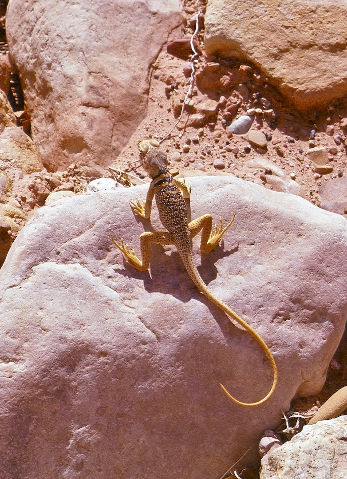 Photo Gallery (U.S. National Park Service)