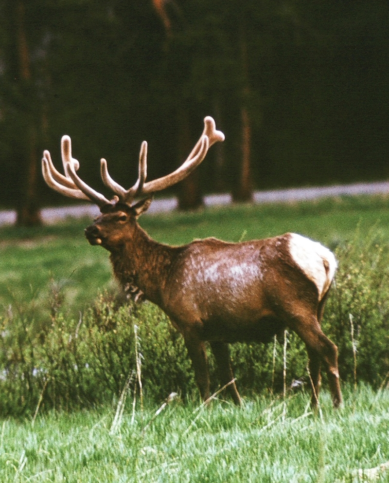 Photo Gallery (U.S. National Park Service)