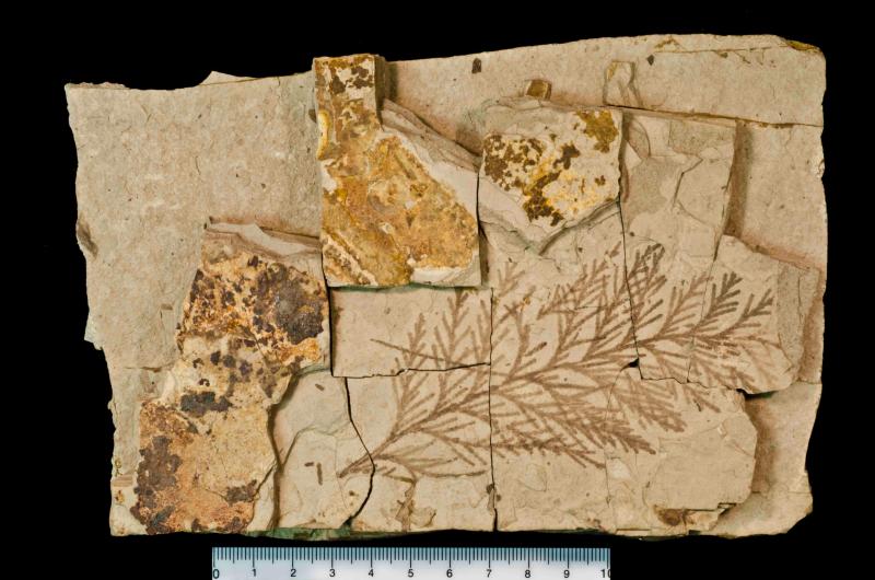 Photo Gallery (U.S. National Park Service)