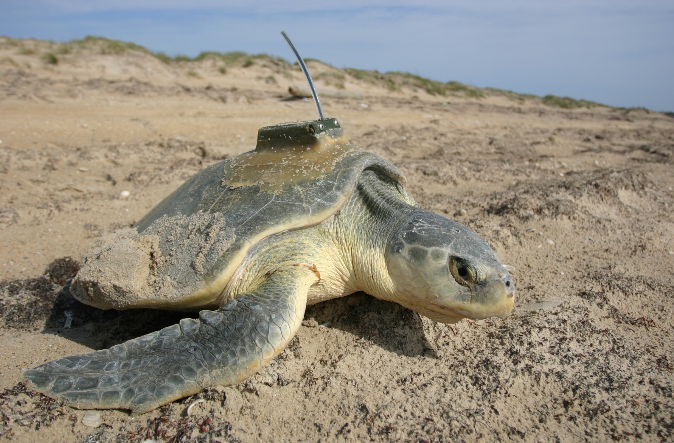 Photo Gallery (U.S. National Park Service)