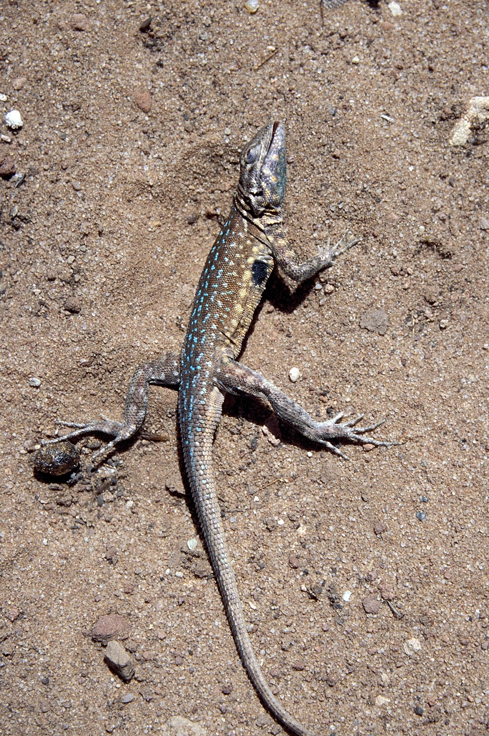 Photo Gallery (U.S. National Park Service)