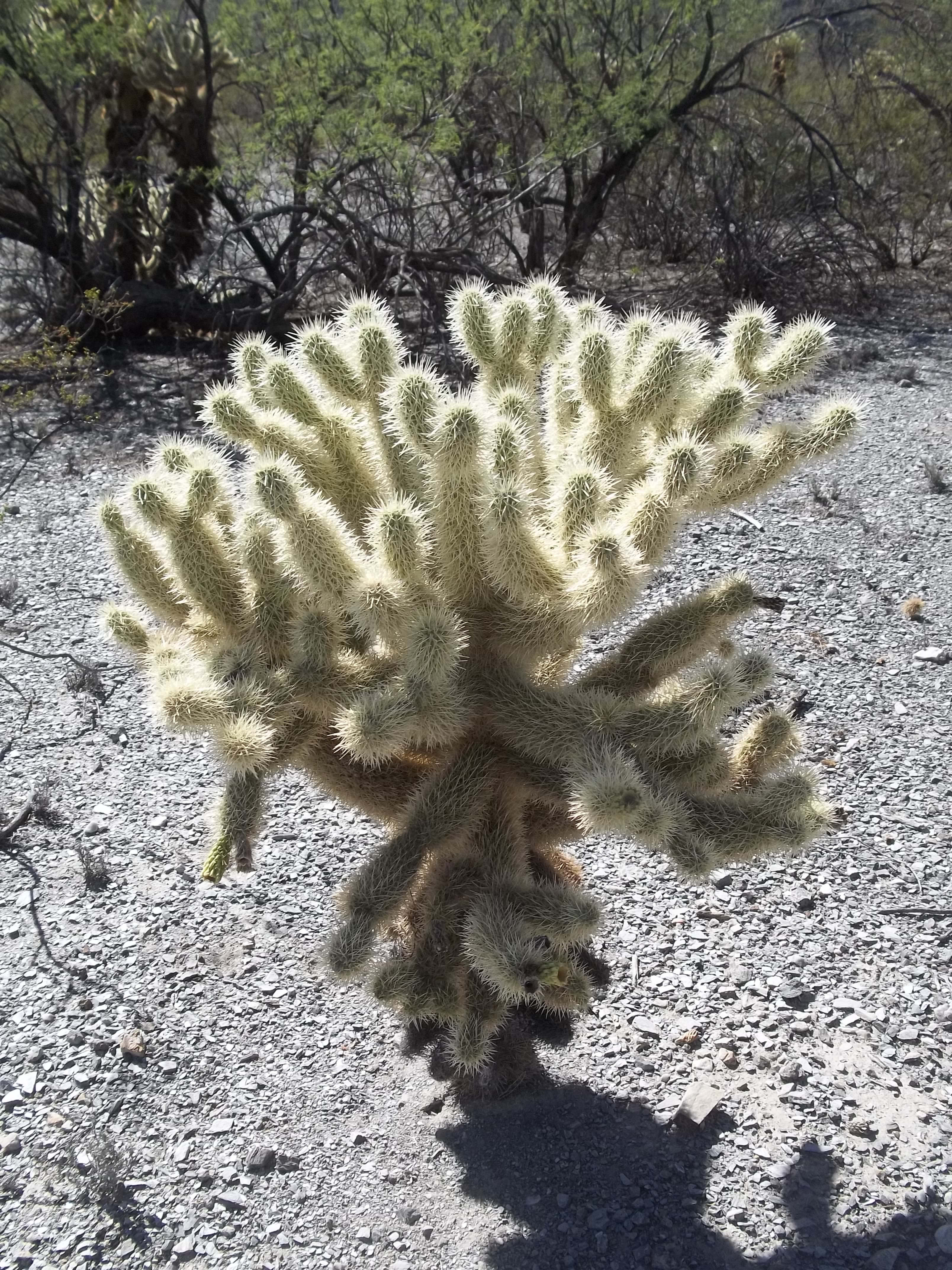 Photo Gallery (U.S. National Park Service)
