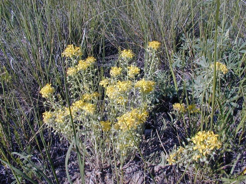 Photo Gallery (U.S. National Park Service)