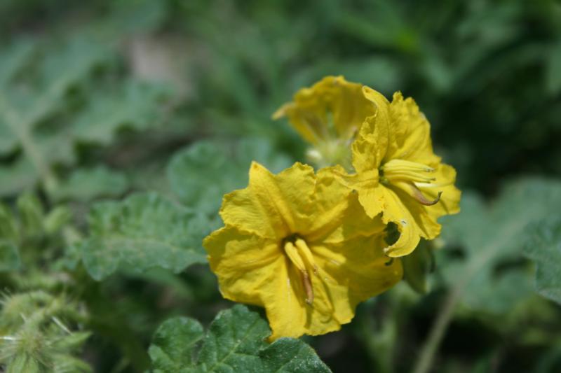 Photo Gallery (U.S. National Park Service)