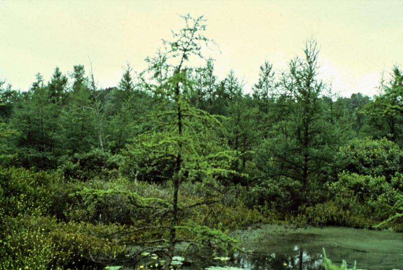 Photo Gallery (U.S. National Park Service)