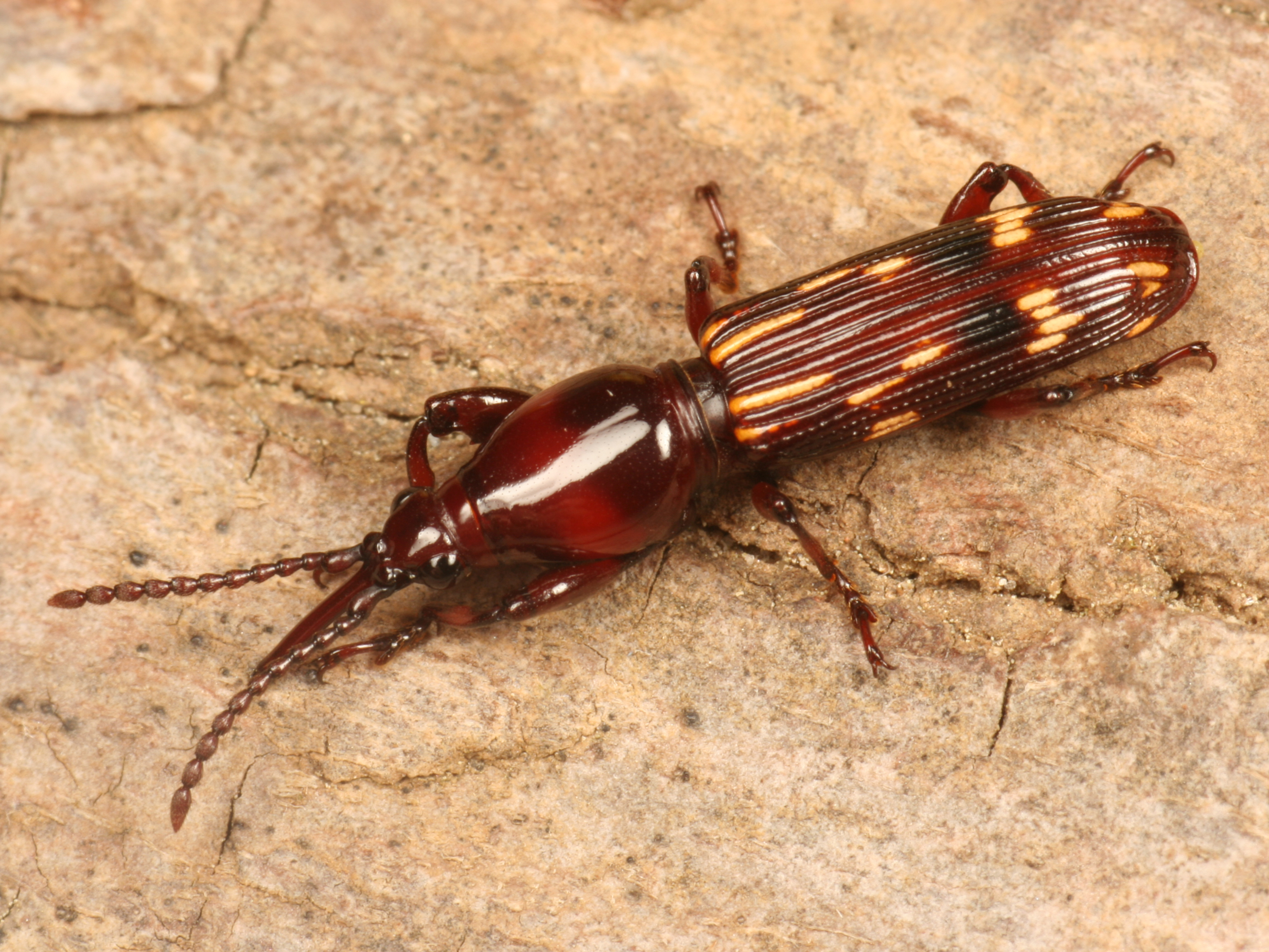 Photo Gallery (U.S. National Park Service)