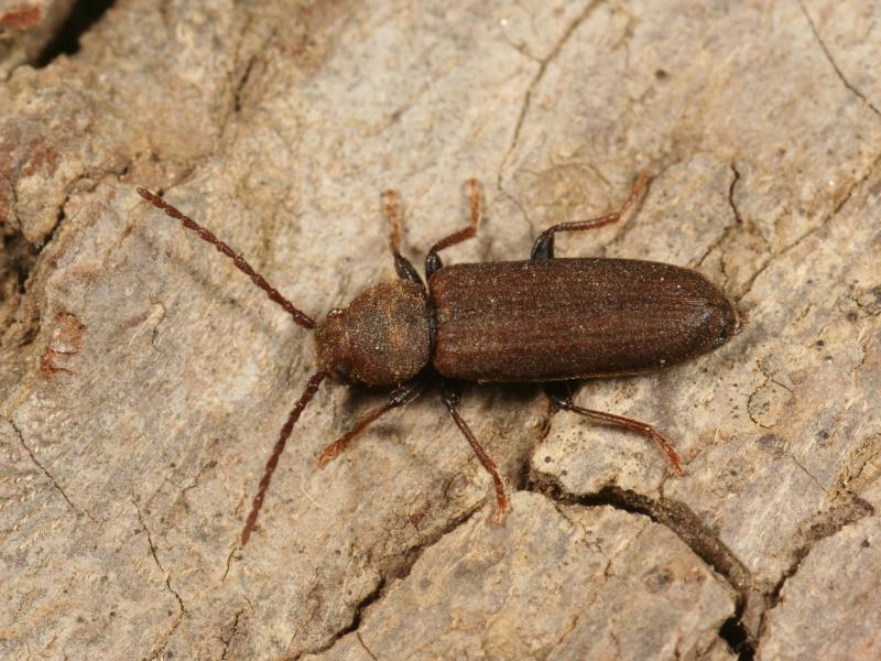 Photo Gallery (U.S. National Park Service)