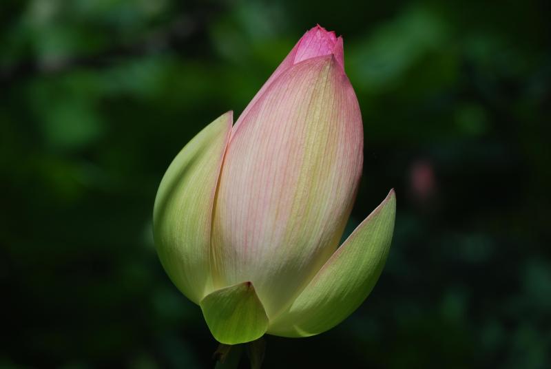 Photo Gallery (U.S. National Park Service)